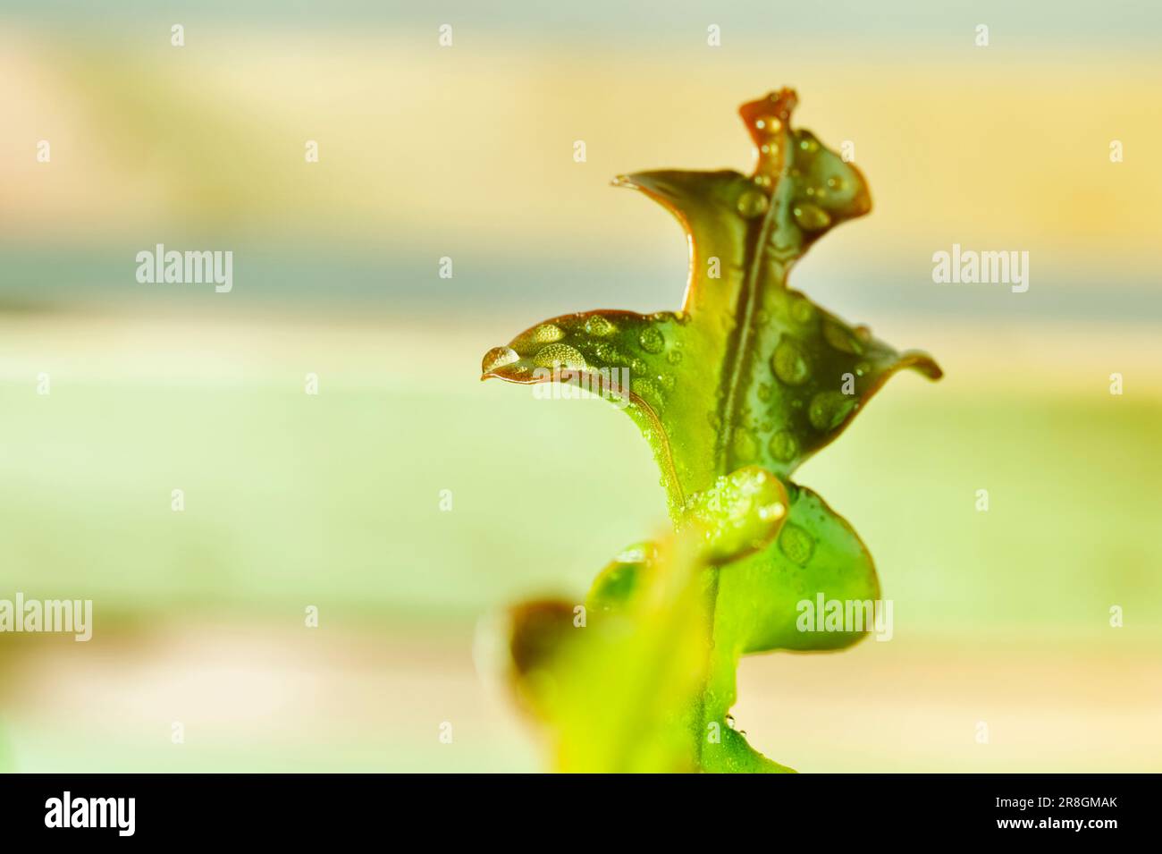 Detail of green leaf of epiphyllum cactus , common name climbing cacti ...