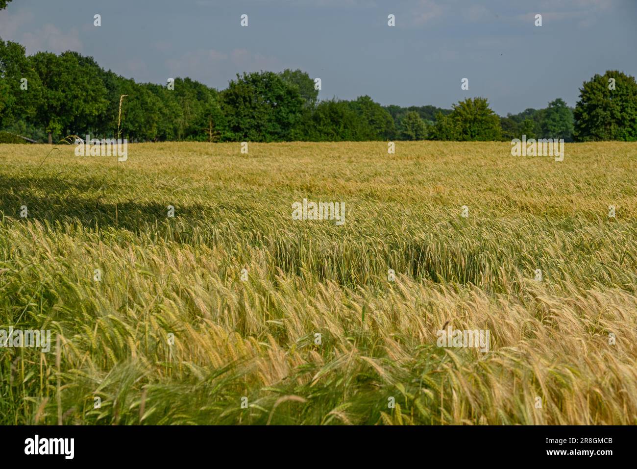 corn field in germany Stock Photo - Alamy