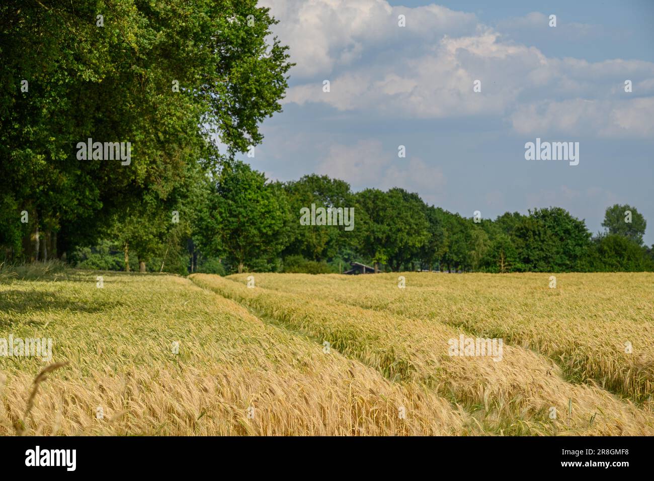 corn field in germany Stock Photo - Alamy