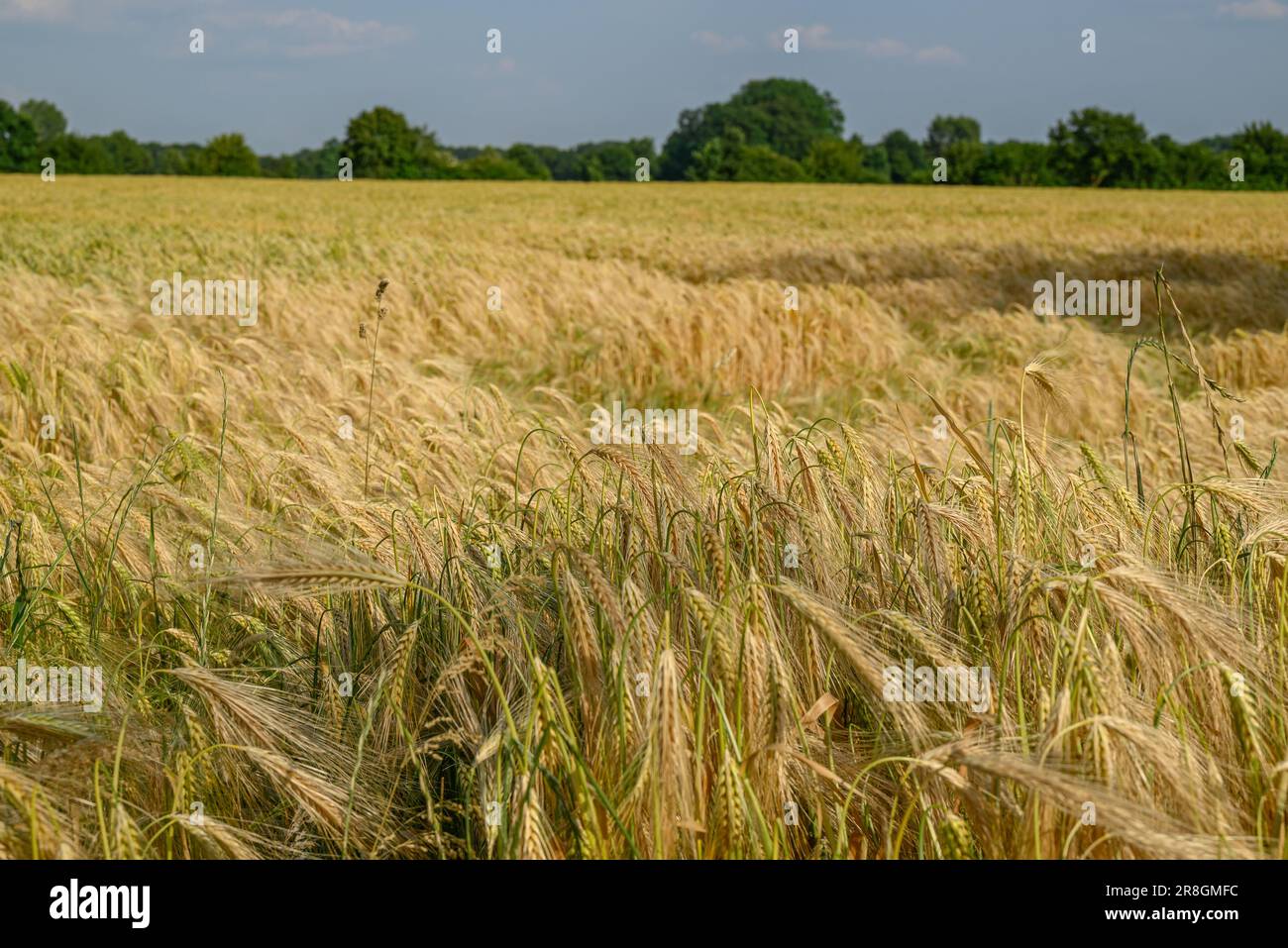 corn field in germany Stock Photo - Alamy