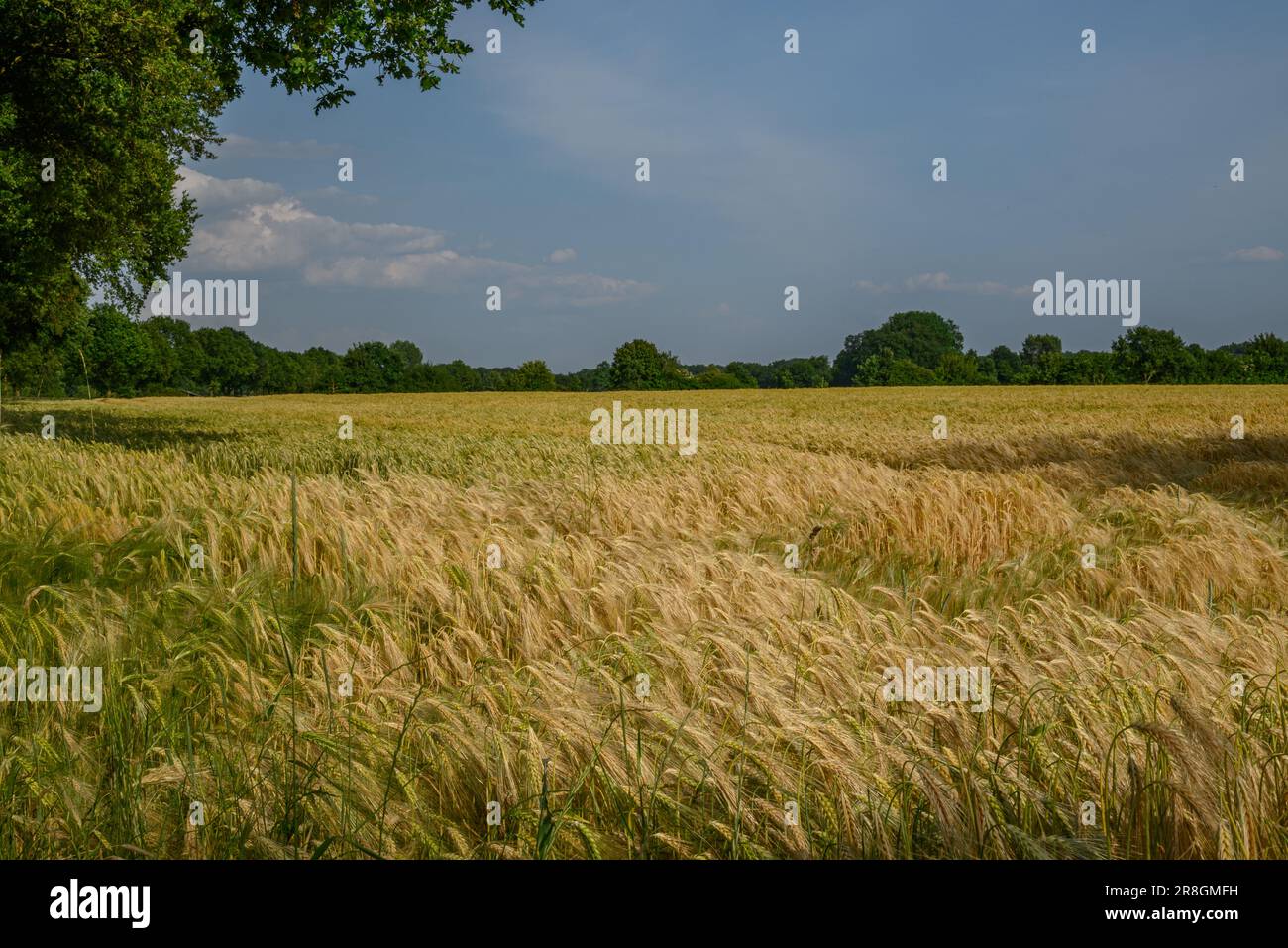 corn field in germany Stock Photo - Alamy