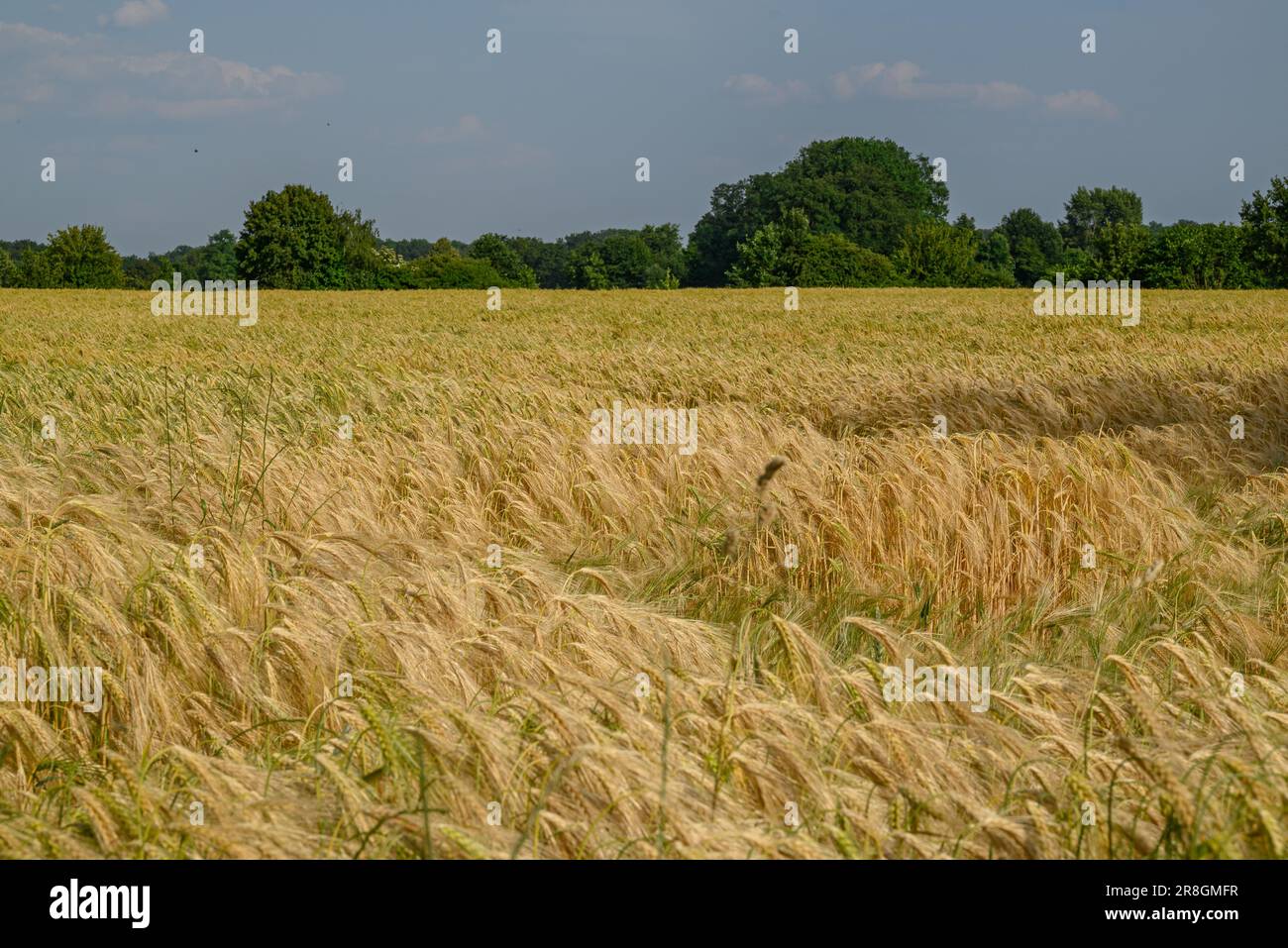 corn field in germany Stock Photo - Alamy