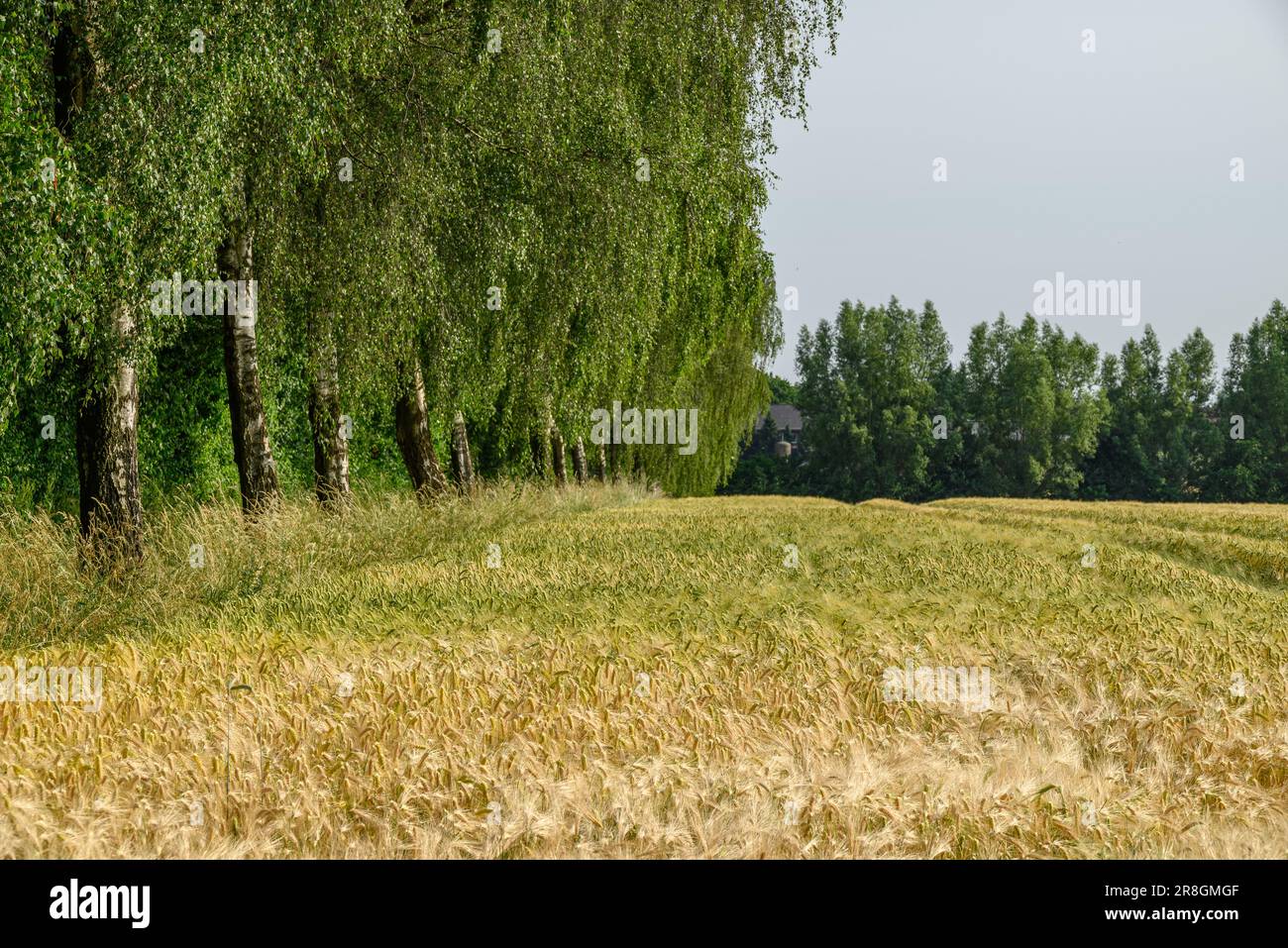 corn field in germany Stock Photo - Alamy