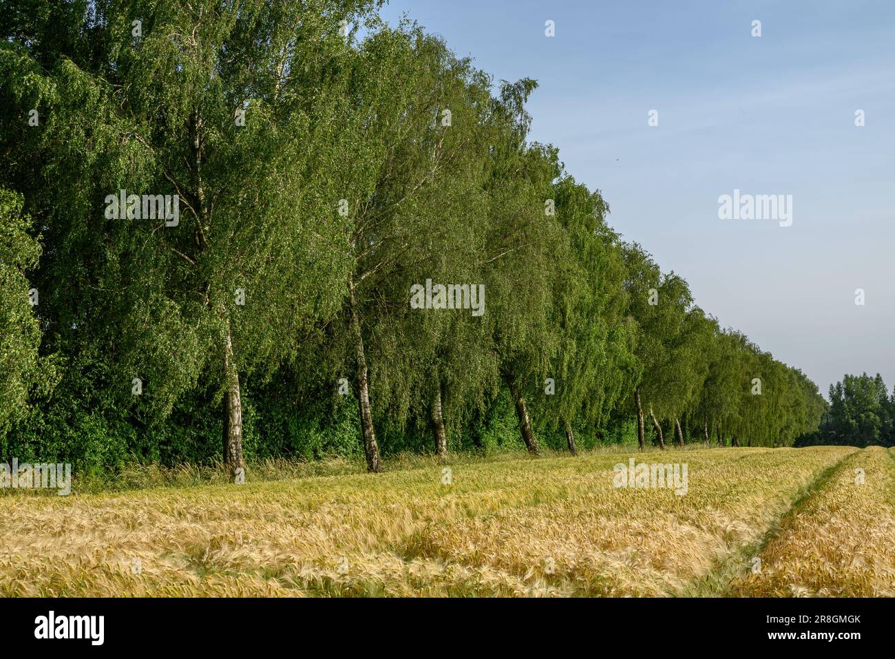 corn field in germany Stock Photo - Alamy