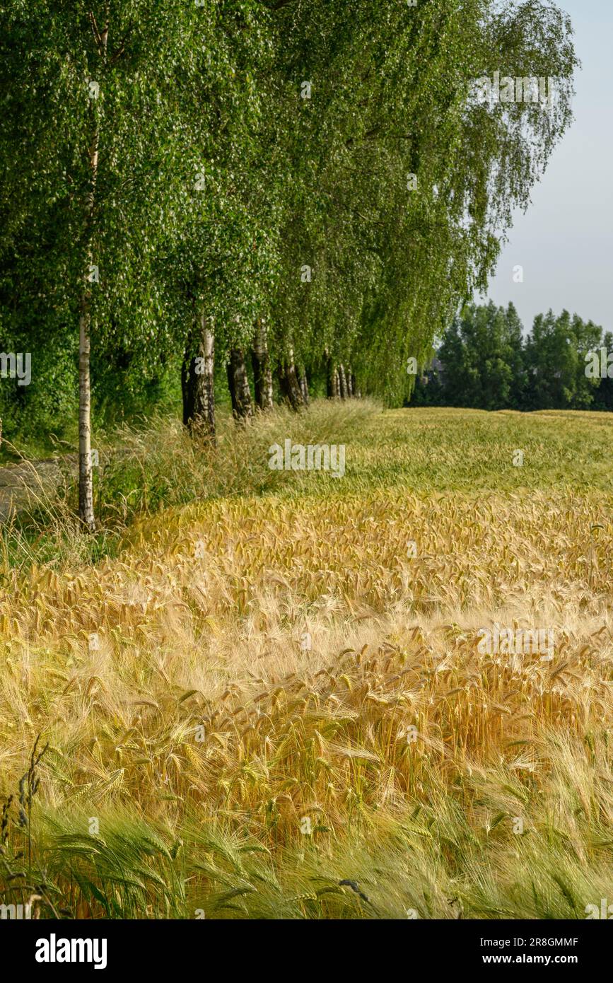 corn field in germany Stock Photo - Alamy