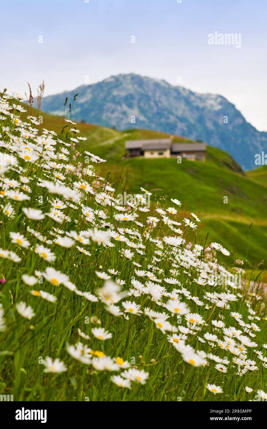 Grigioni canton hi-res stock photography and images - Alamy