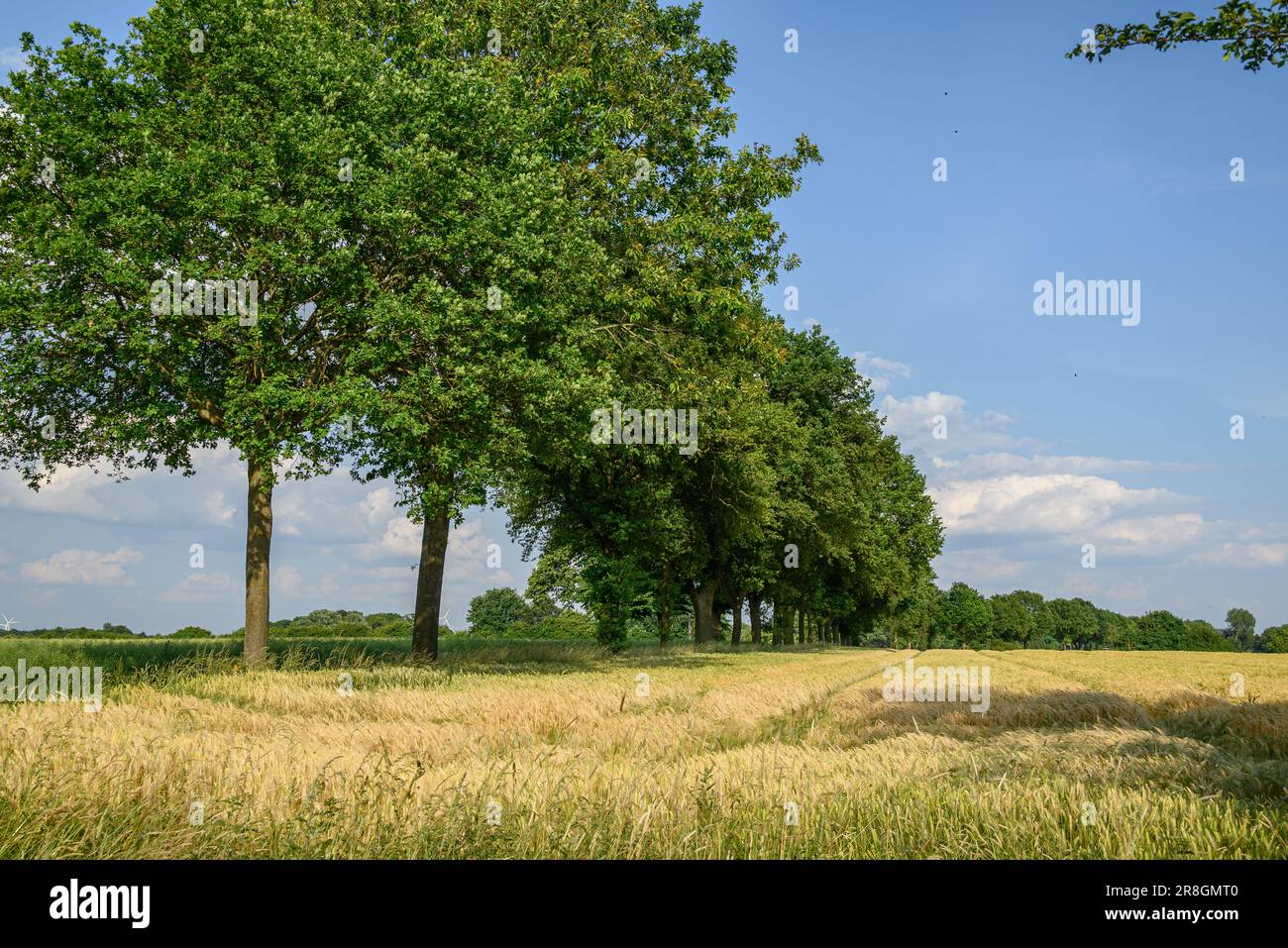 corn field in germany Stock Photo - Alamy