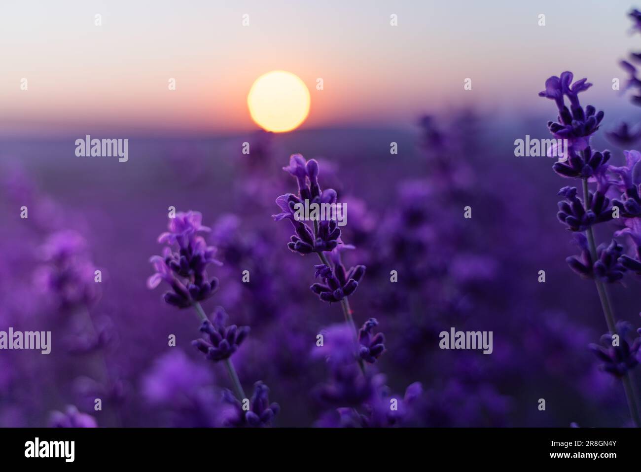 Lavender flower background. Violet lavender field sanset close up ...