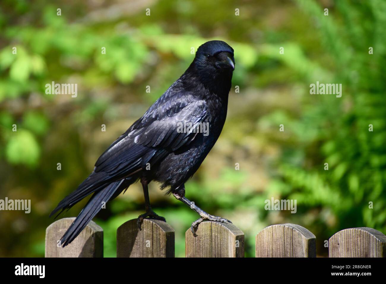 A crow perched atop a wooden fence gazing to the left Stock Photo - Alamy