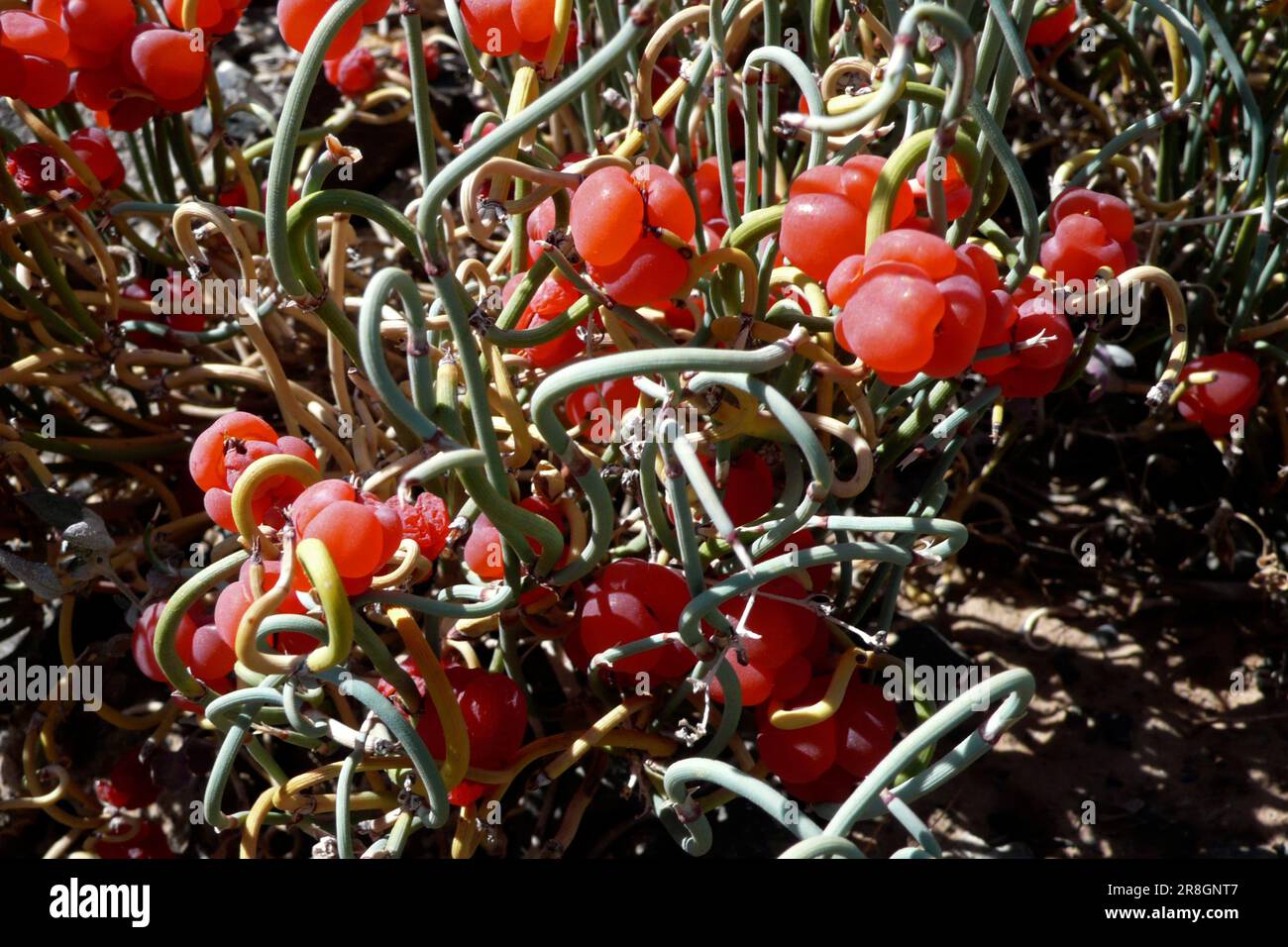 Plants up close desert hi-res stock photography and images - Alamy