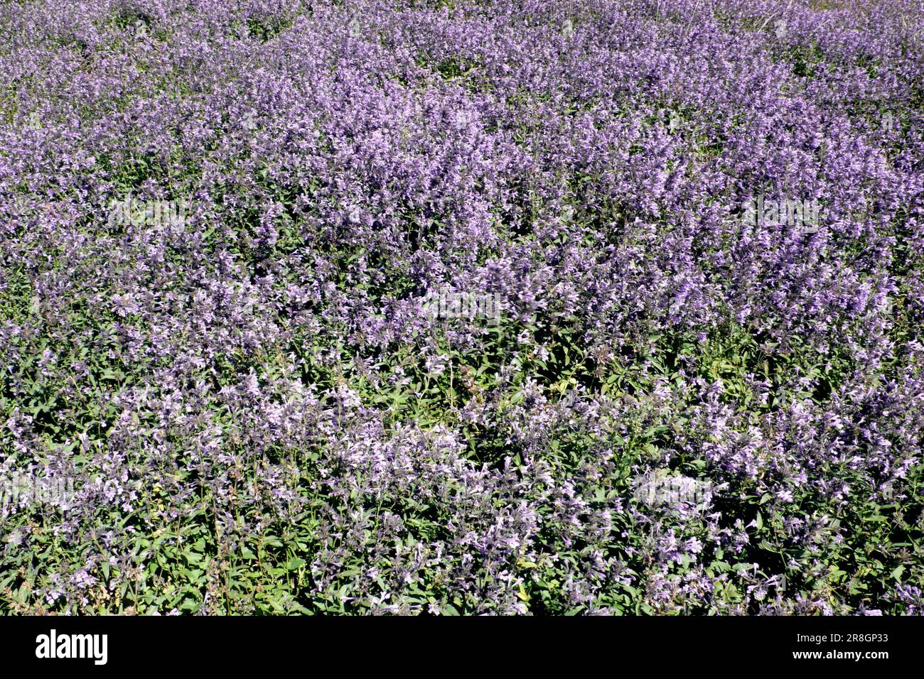 Lavender, Gobi Desert, Mongolia Stock Photo - Alamy