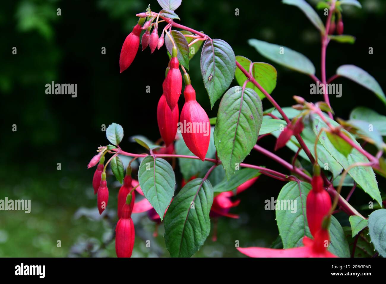A vibrant fuchsia plant with dozens of deep red flowers in a lush ...