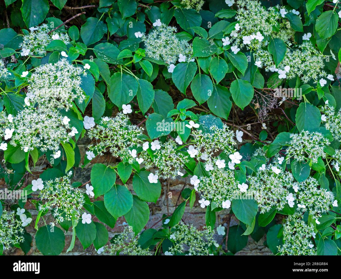 Climbing Hydrangea plant flowering in a walled garden Stock Photo - Alamy