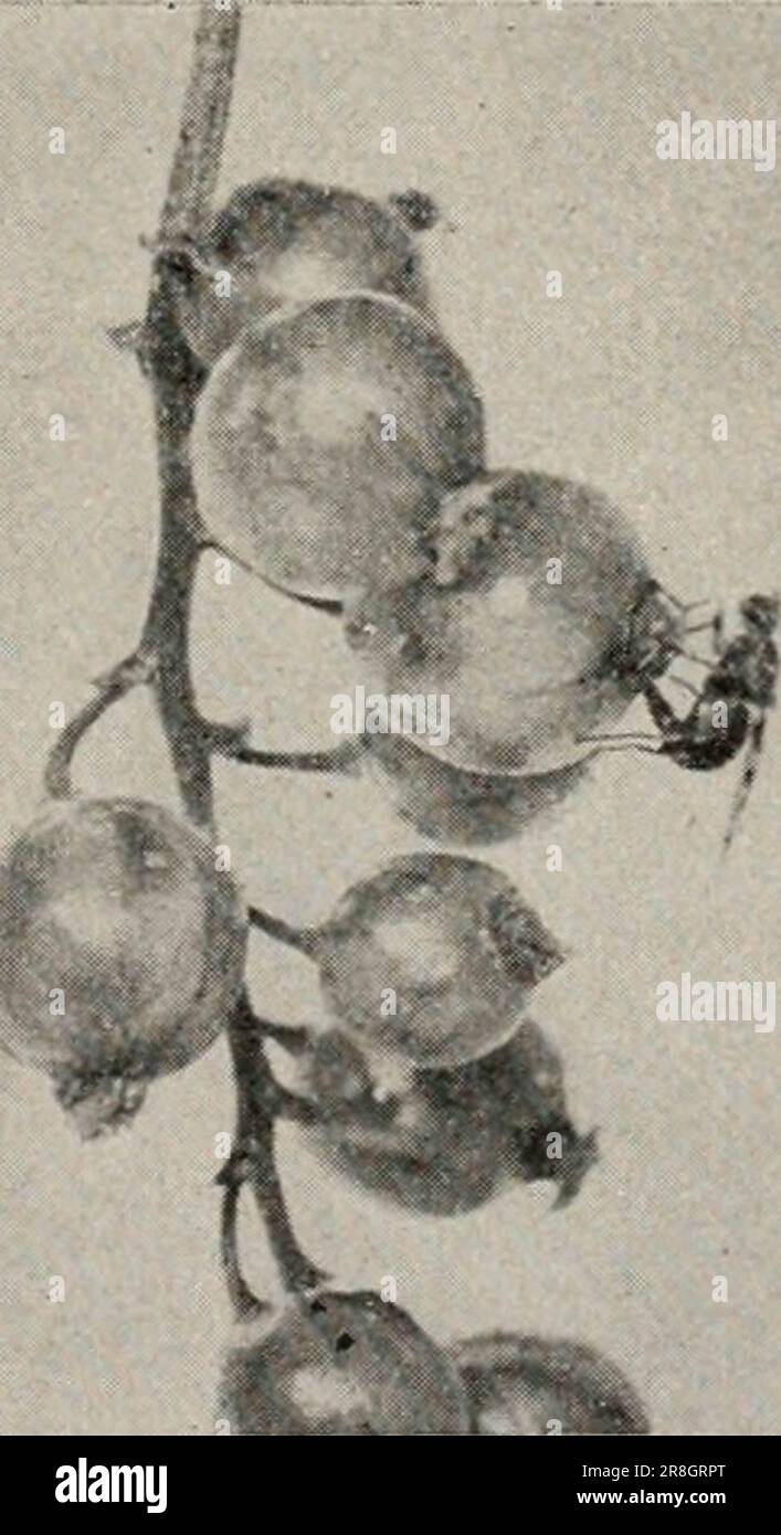 Epochra canadensis hi-res stock photography and images - Alamy