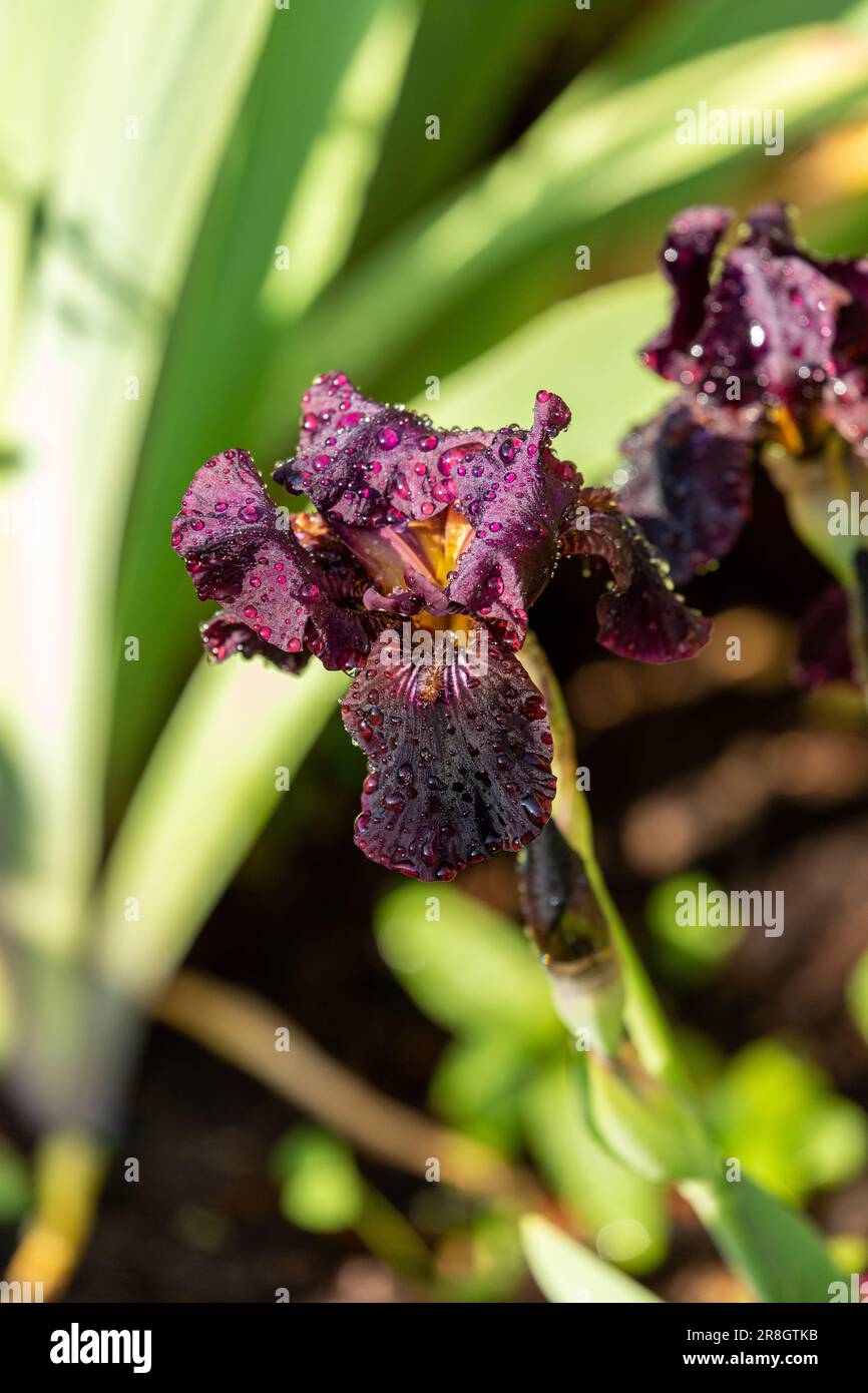 Dark irises hi-res stock photography and images - Alamy