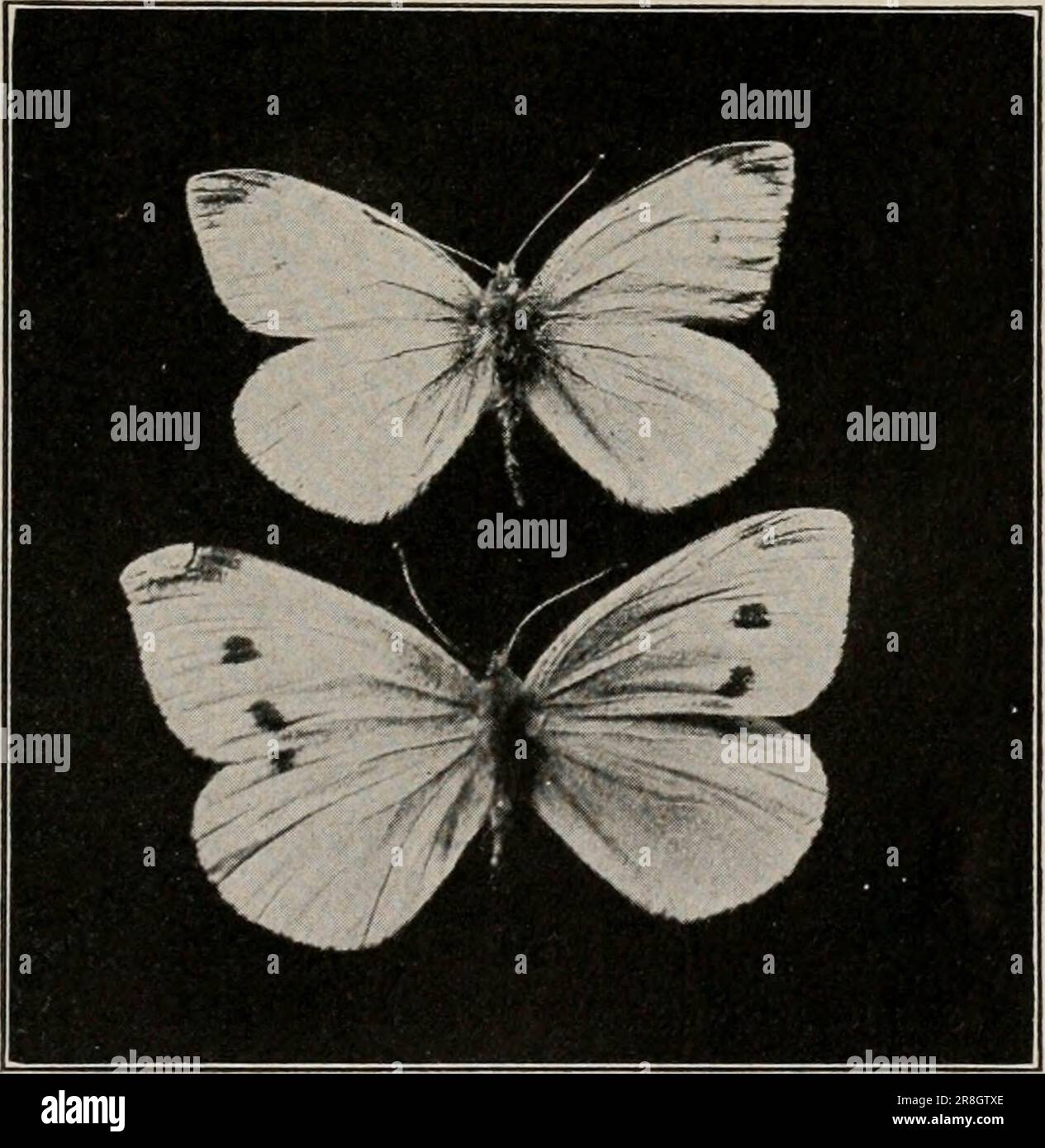 The imported cabbage-butterfly, Pontia rapes; male above, female below ...