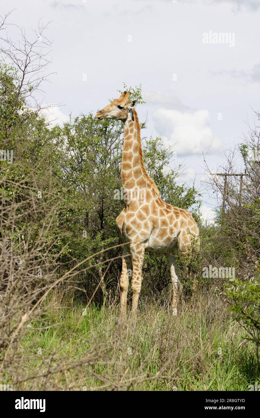South African Giraffe in dense African bush Stock Photo - Alamy