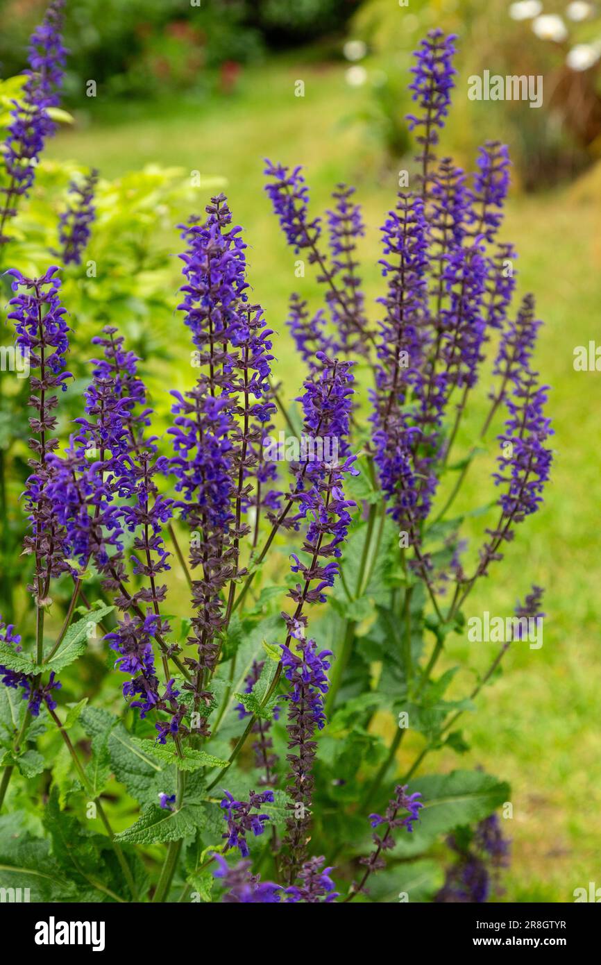 Salvia superba hi-res stock photography and images - Alamy