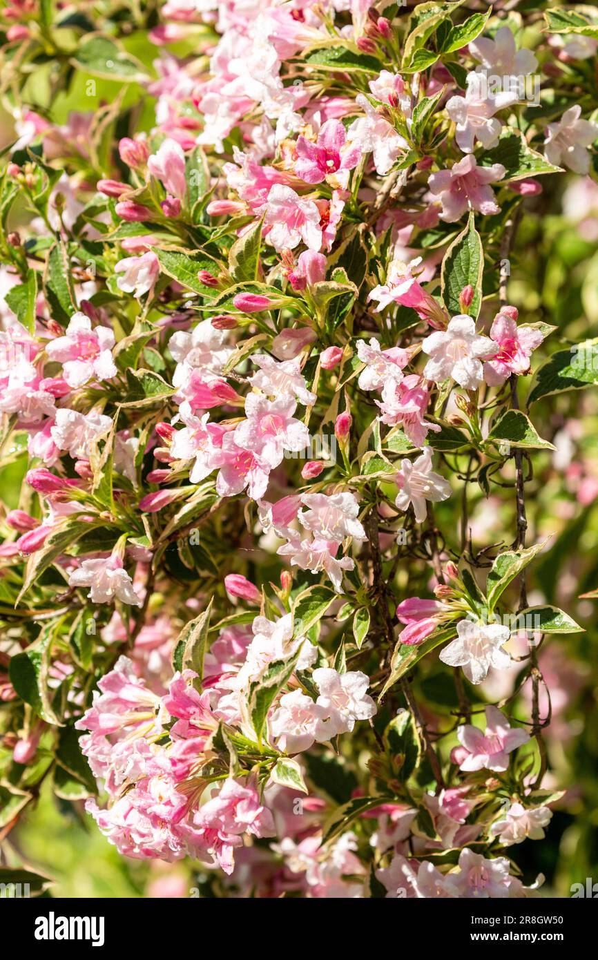 Weigela florida 'Variegata' in flower in Scotland Stock Photo - Alamy
