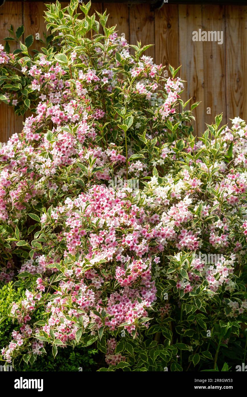 Weigela florida 'Variegata' in flower in Scotland Stock Photo - Alamy