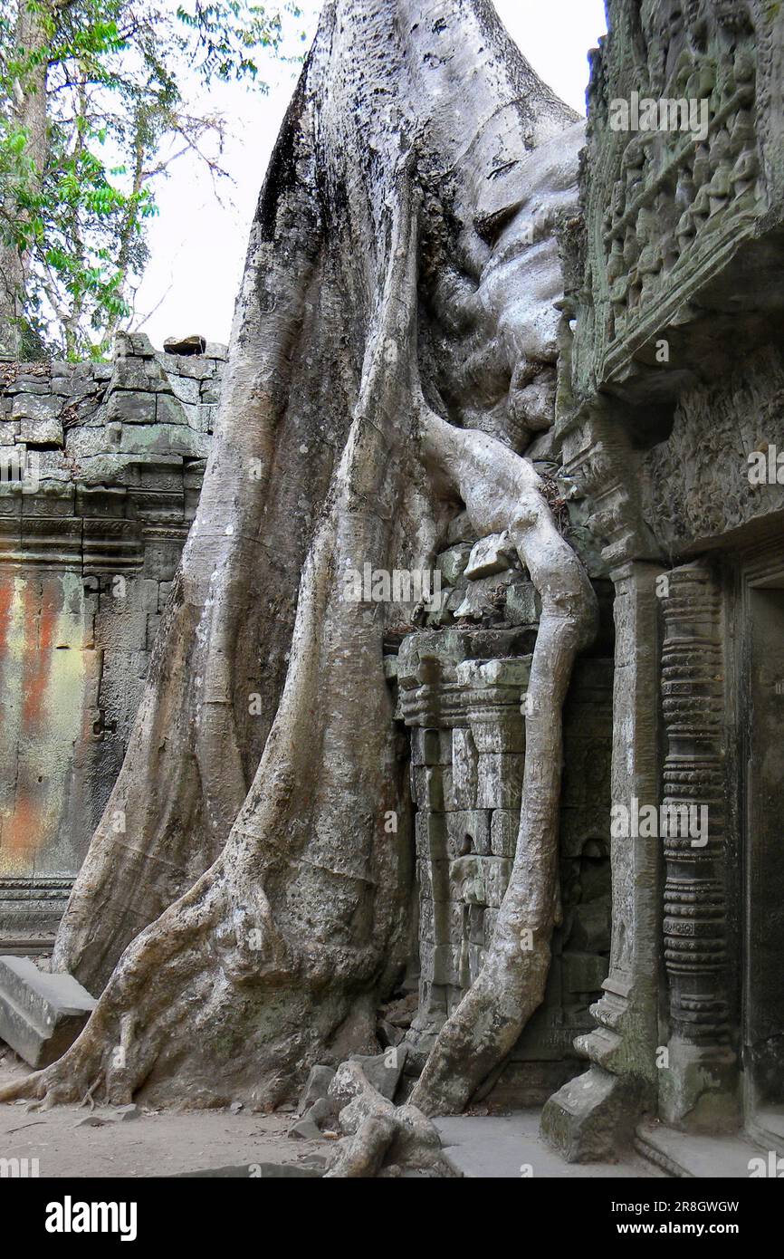 Ta Prohm Temple, Angkor, Cambodia Stock Photo - Alamy