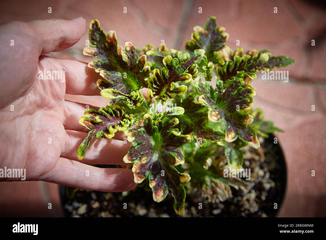 Coleus Blumei Plectranthus scutellarioides. Name of the plant variety ...