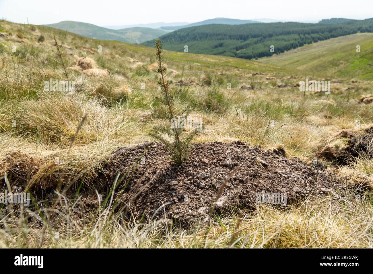 Tree planting forest hi-res stock photography and images - Alamy