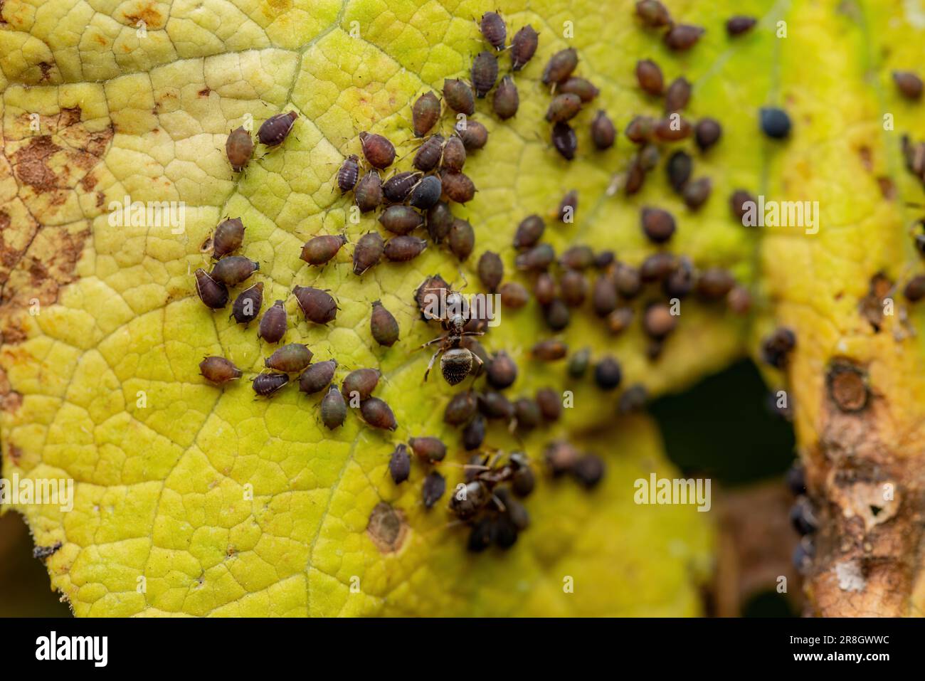 Blackfly aphid hi-res stock photography and images - Alamy