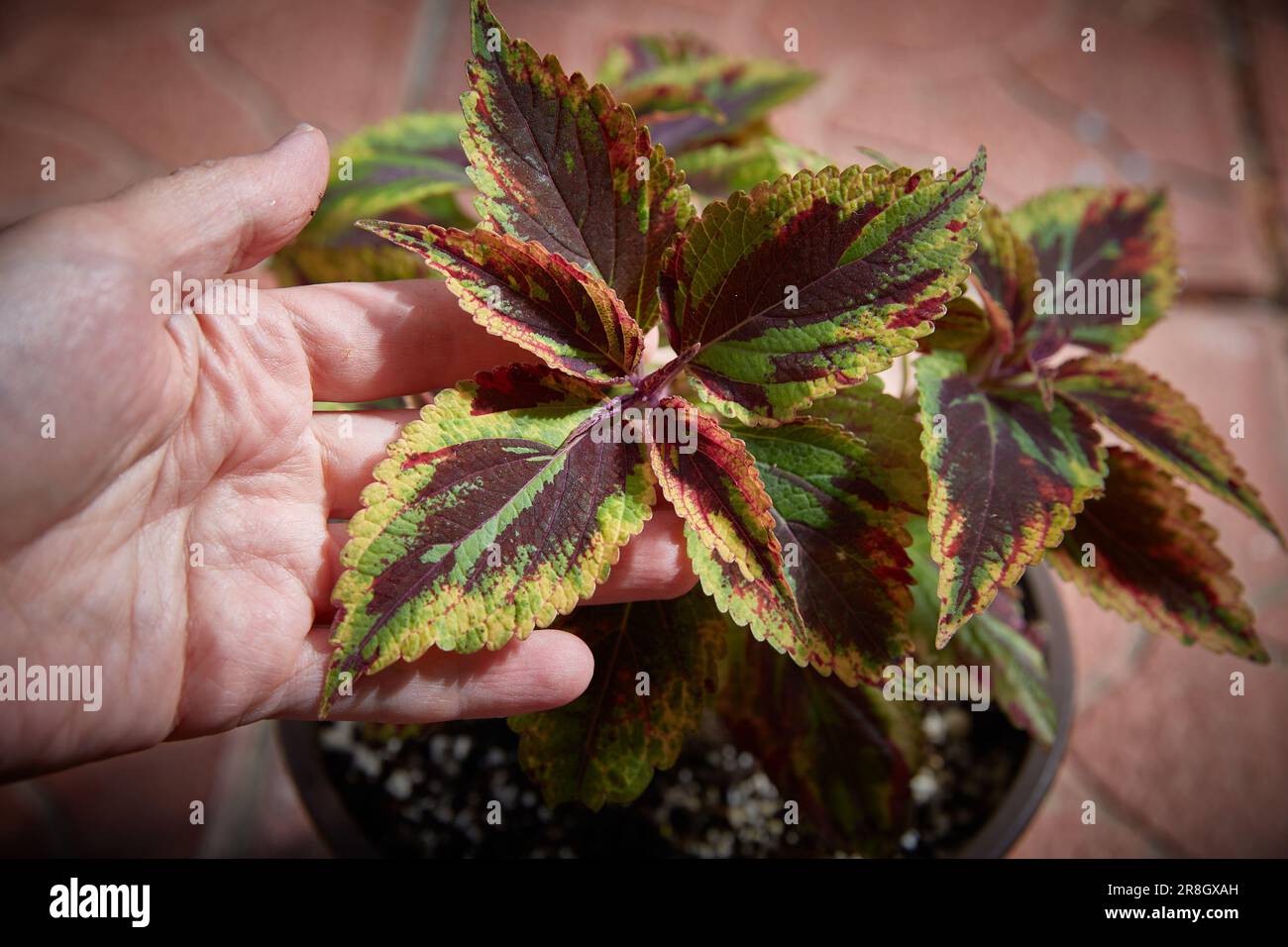 Coleus Blumei Plectranthus scutellarioides. Name of the plant variety ...