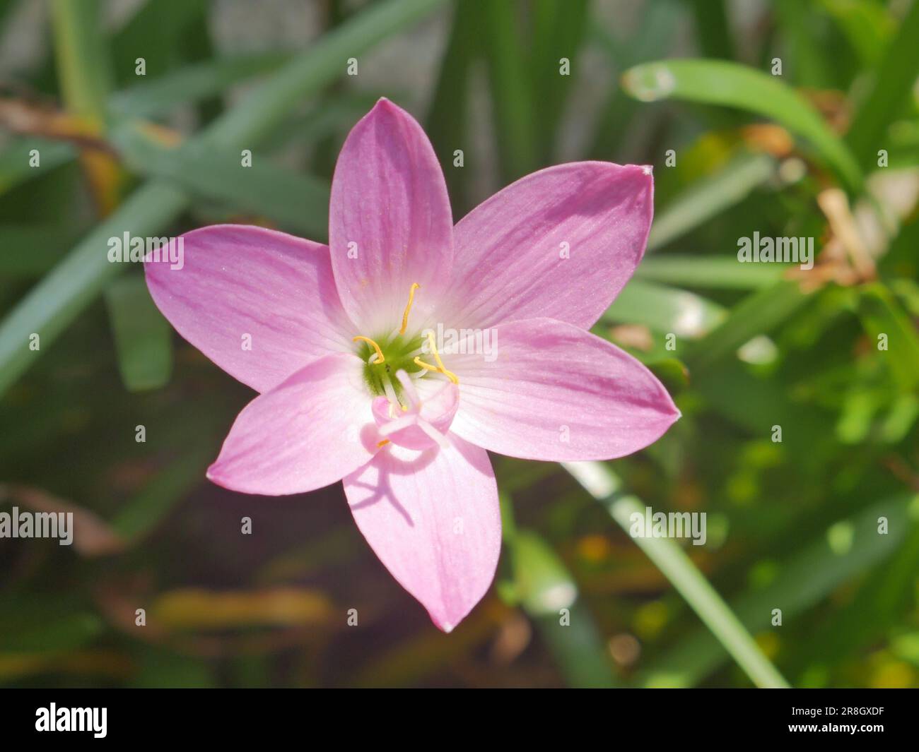 Pink lily varieties hi-res stock photography and images - Alamy