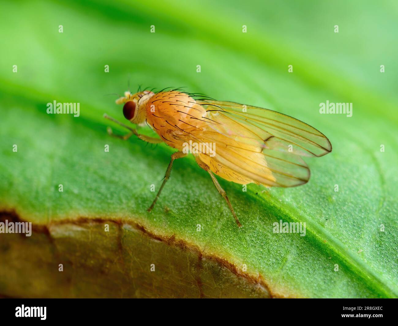 Tropical Fruit Fly Drosophila Diptera Parasite Insect Pest on Vegetable ...