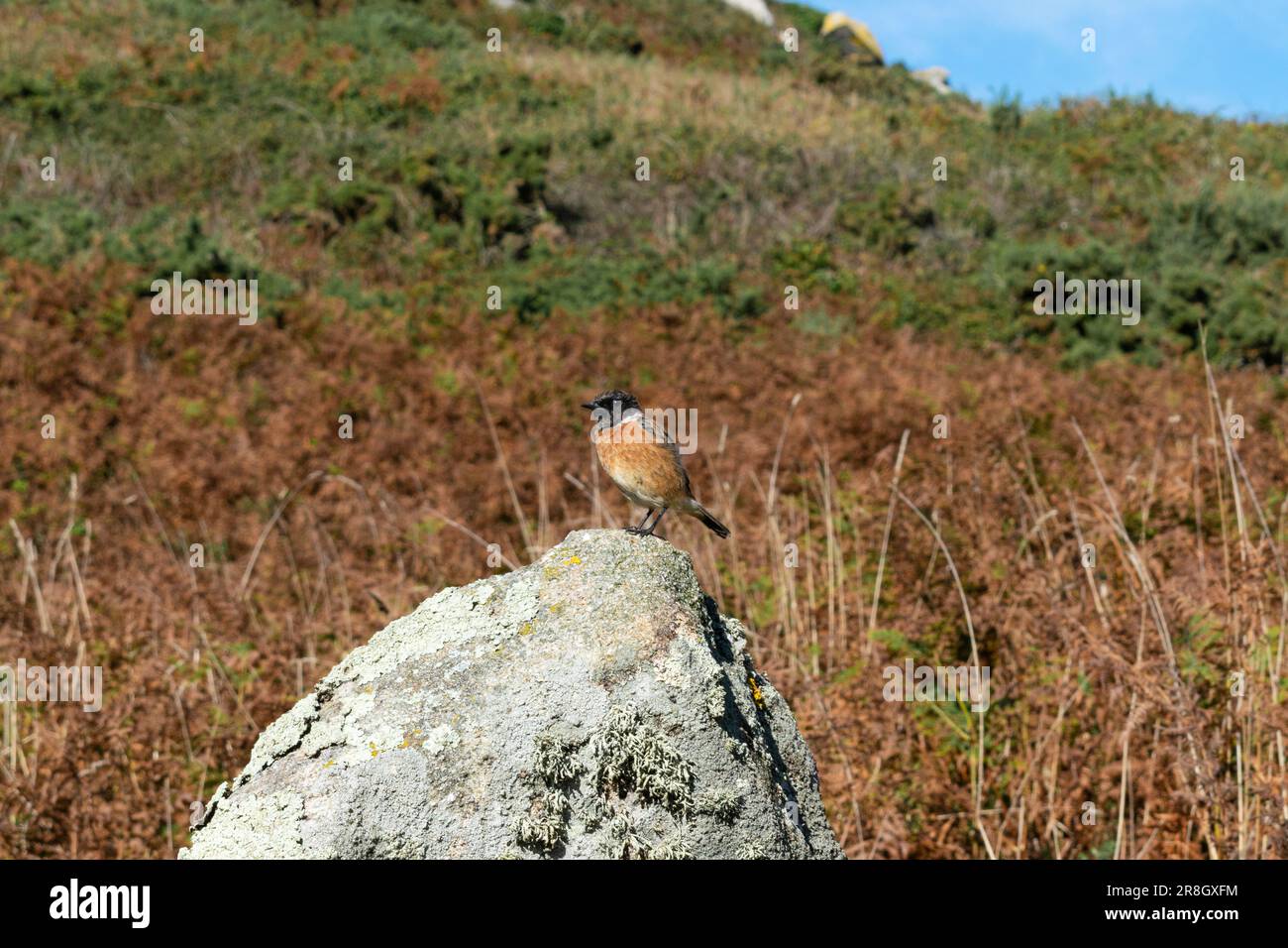 Stonechat flying hi-res stock photography and images - Alamy