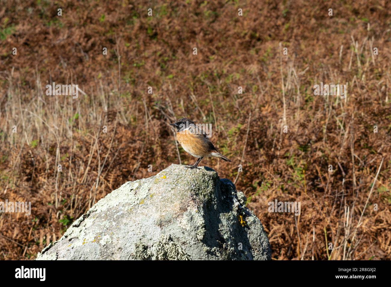 Stonechat flying hi-res stock photography and images - Alamy