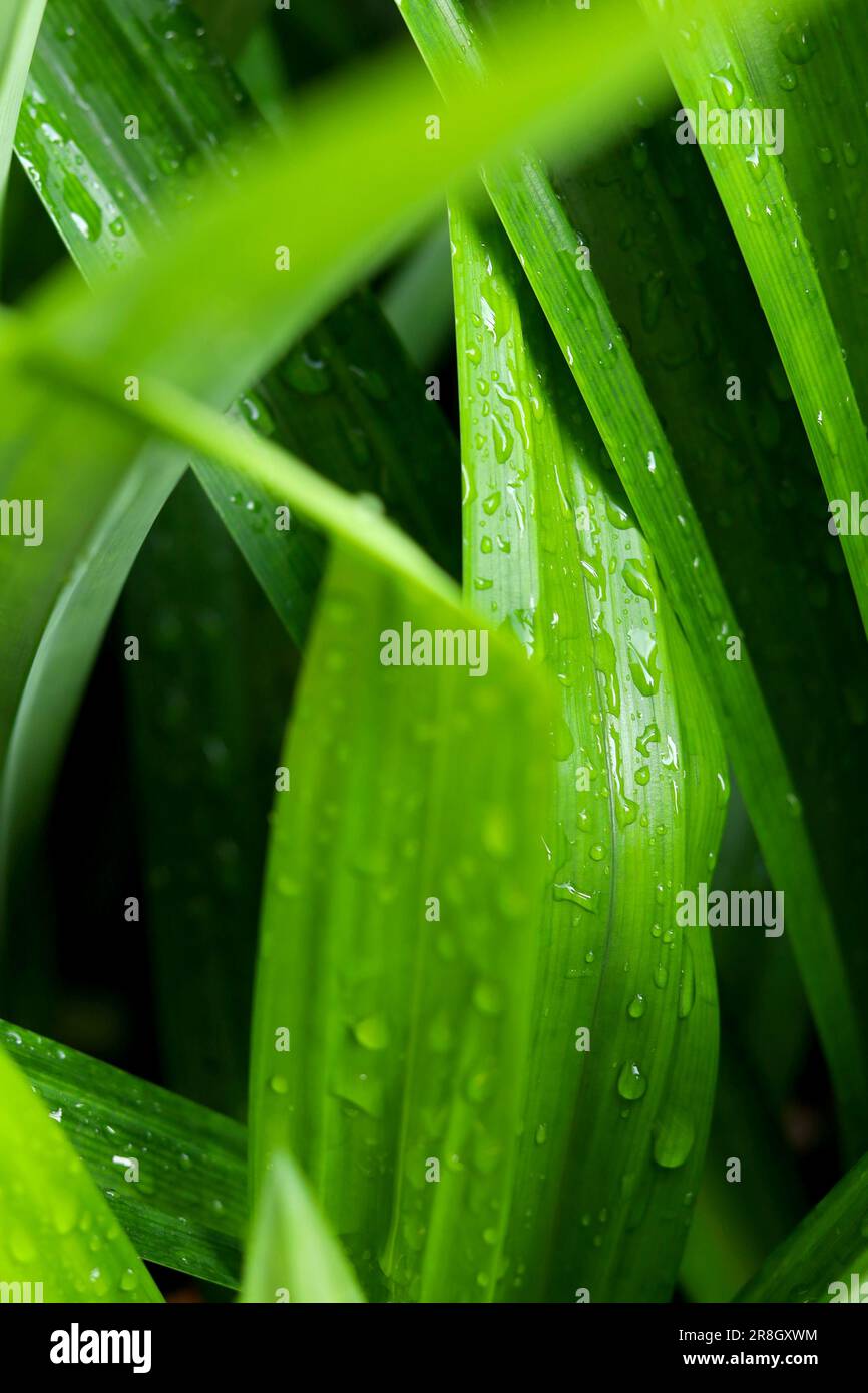 Green pandan leaveas with water drop in the garden or jungle Stock ...