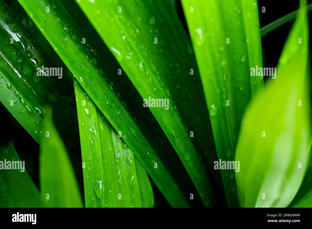 Green pandan leaveas with water drop in the garden or jungle Stock ...