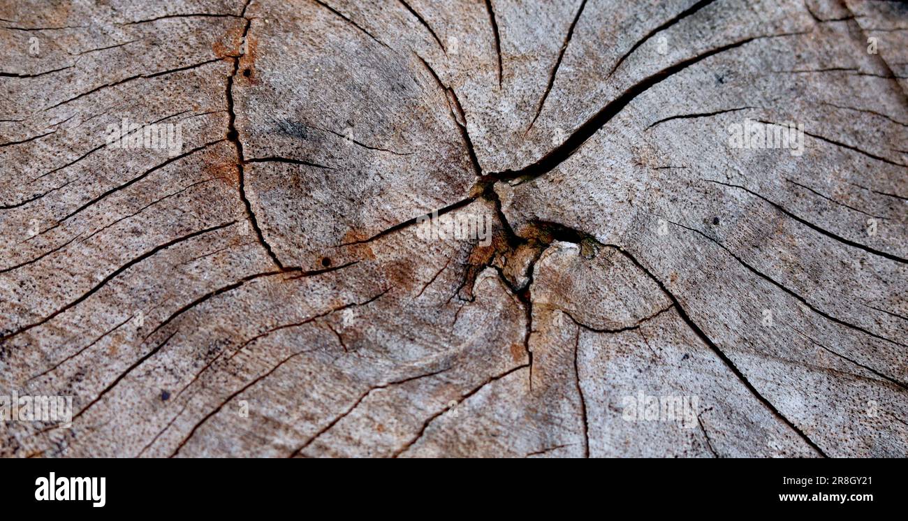 Detailed surface cut tree hi-res stock photography and images - Alamy