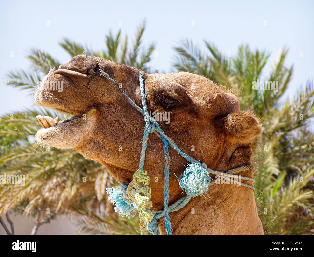 A Camel stands in a desert setting with a blue rope draped across its ...