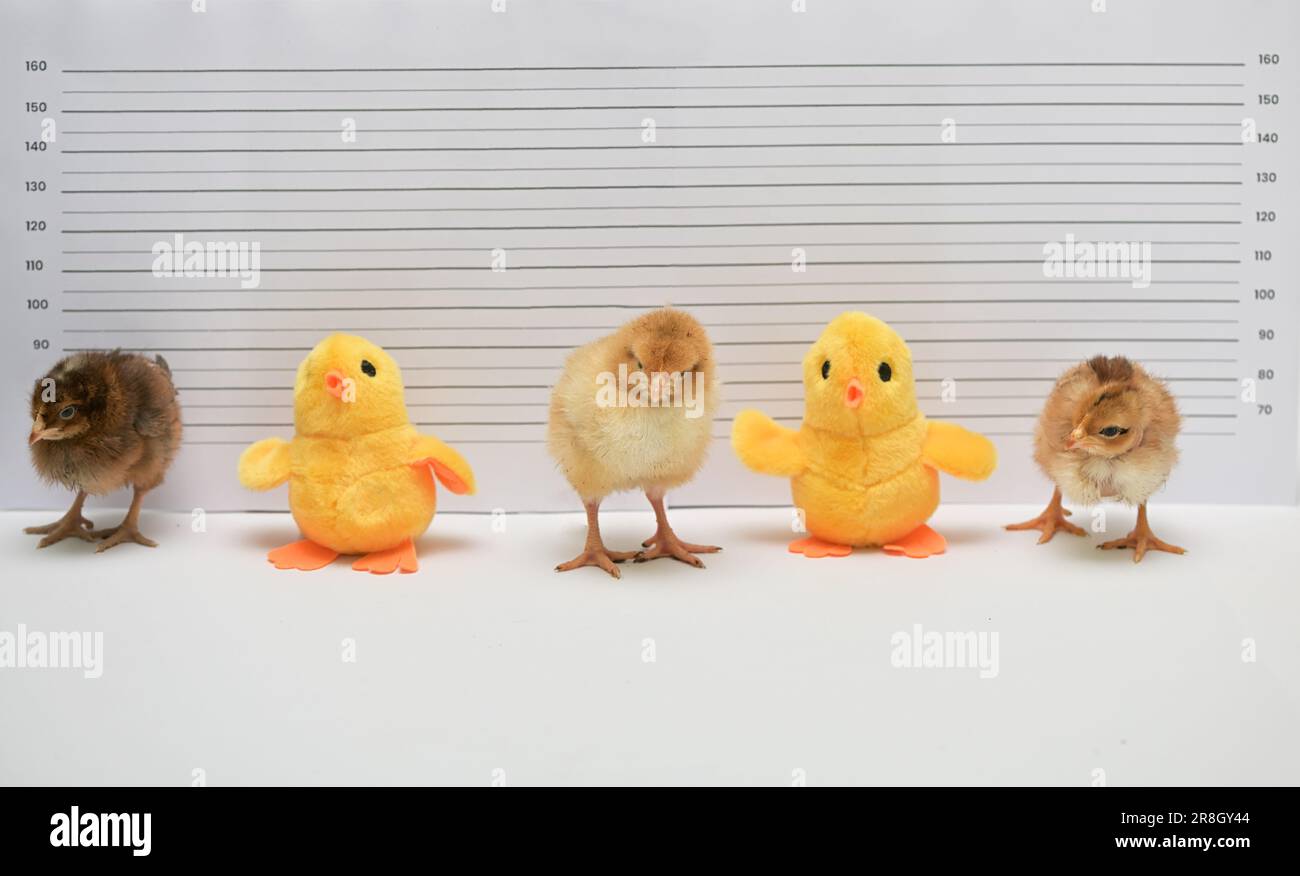 Police lineup wall hi-res stock photography and images - Alamy