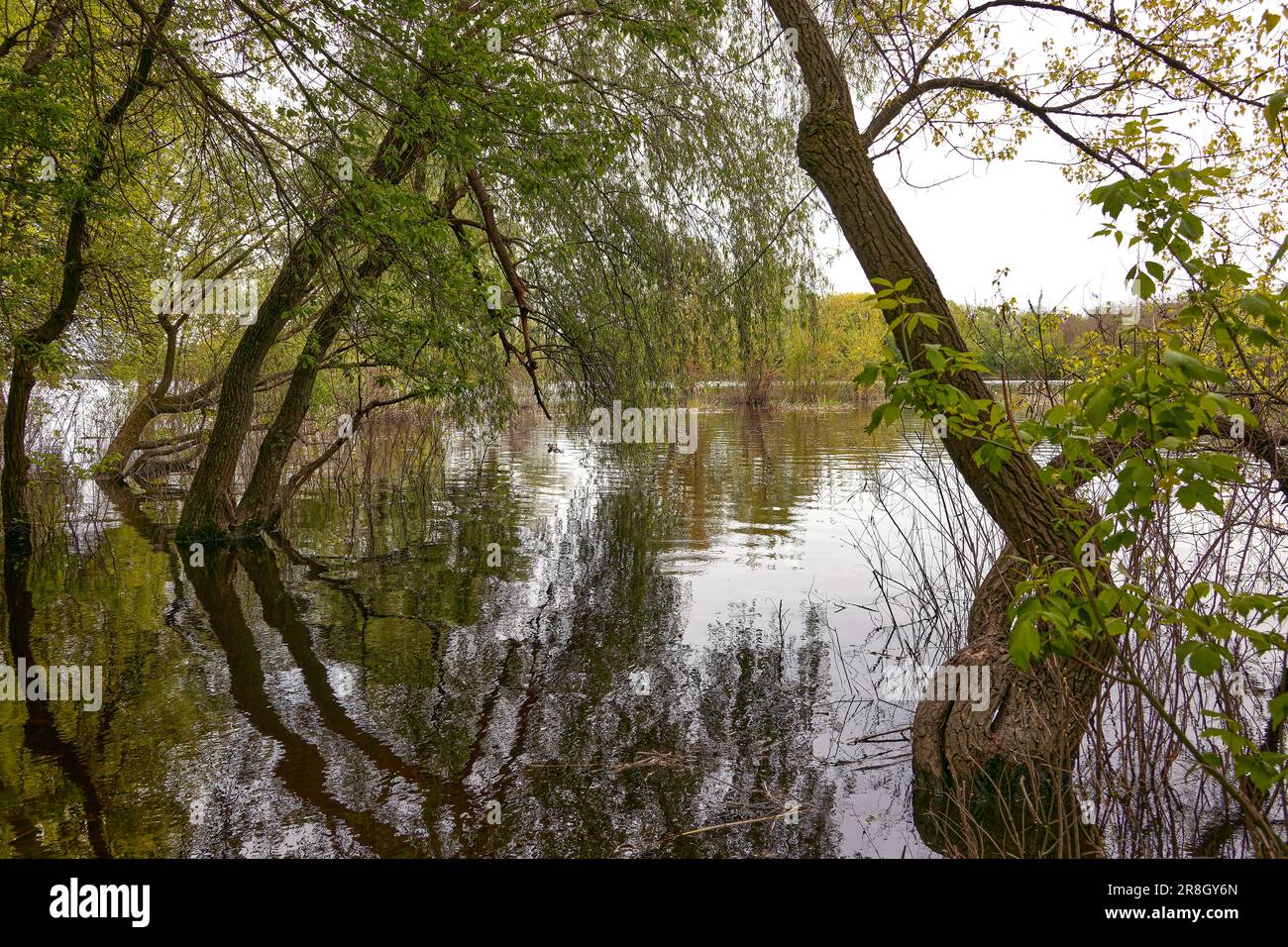 Landscape image of trees in the water after the spill of a large river ...