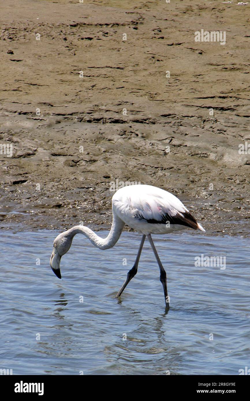 Flamingo, Walvis Bay, Namibia Stock Photo - Alamy