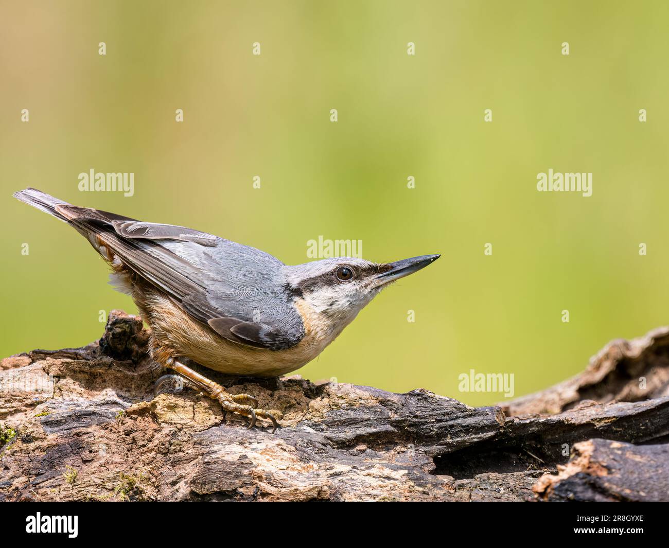 European nuthatch in late spring sunshine in mid Wales Stock Photo - Alamy