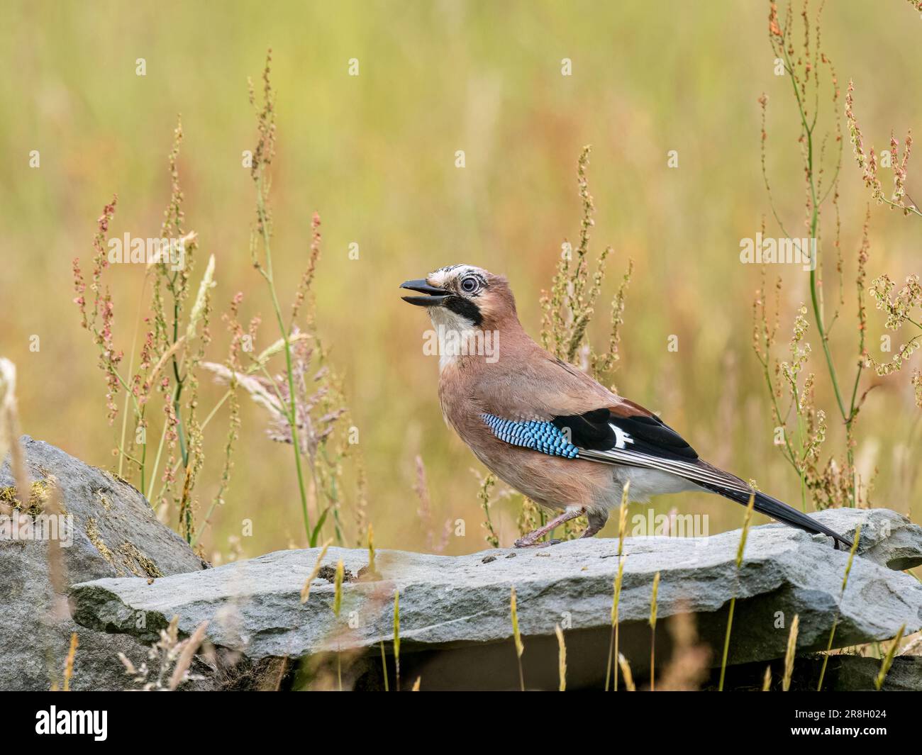 Eurasian jay in late spring sunshine in mid Wales Stock Photo - Alamy