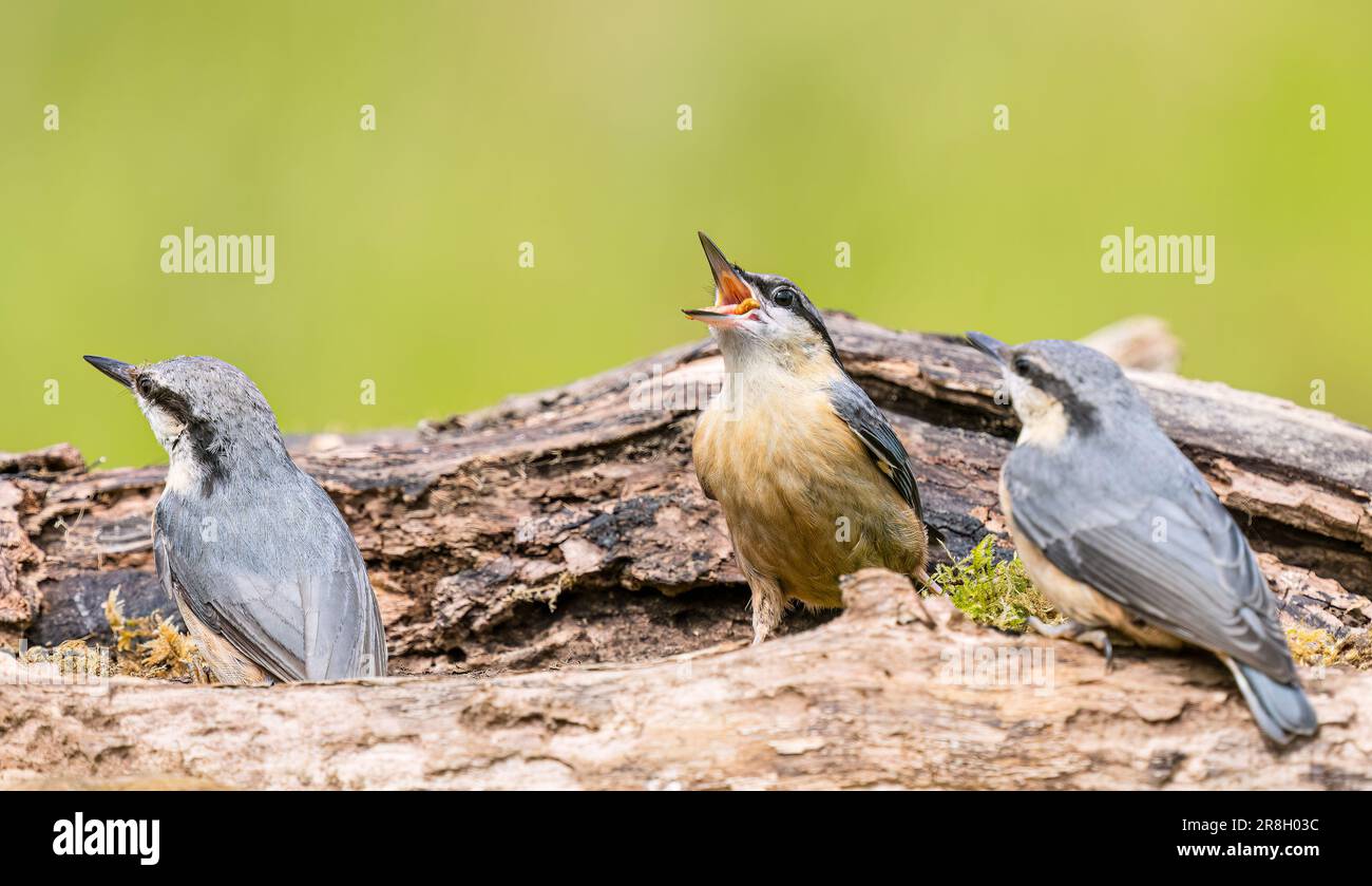 Adult European nuthatch feeding its chicks in late spring sunshine in ...