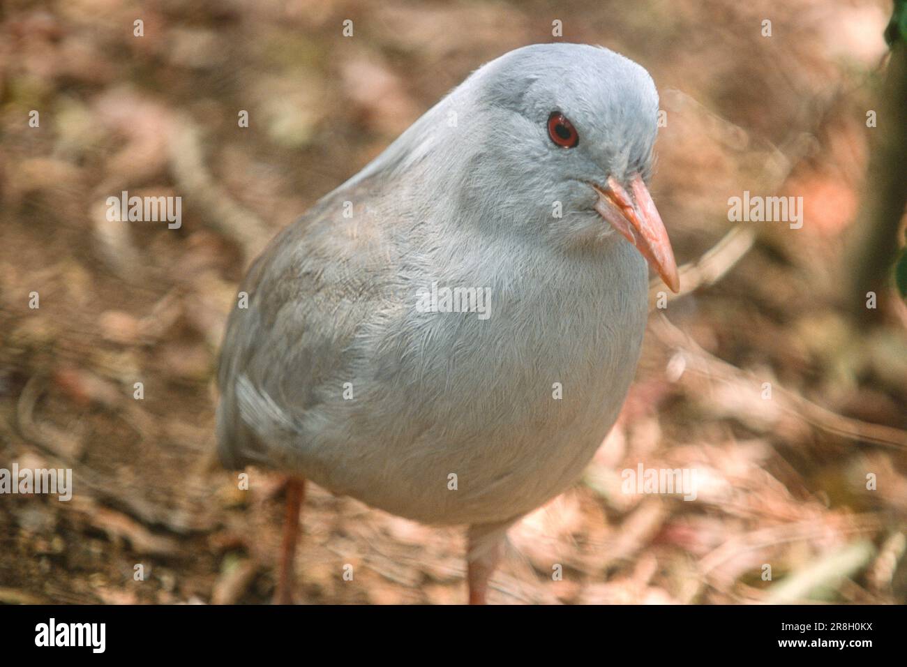 Flightless bird hi-res stock photography and images - Alamy