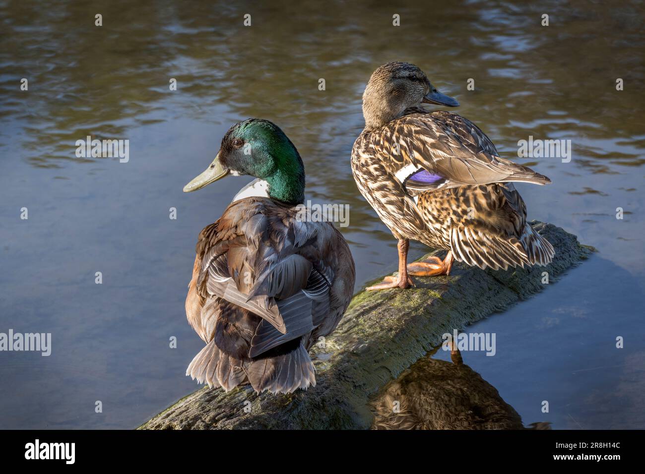 A pair of Mallard ducks ready to start a family now the warm weather is ...