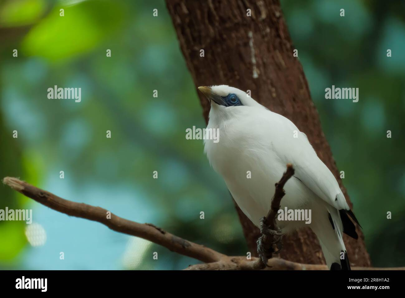 White myna bird with blue skin around eye looking at viewer Stock Photo ...