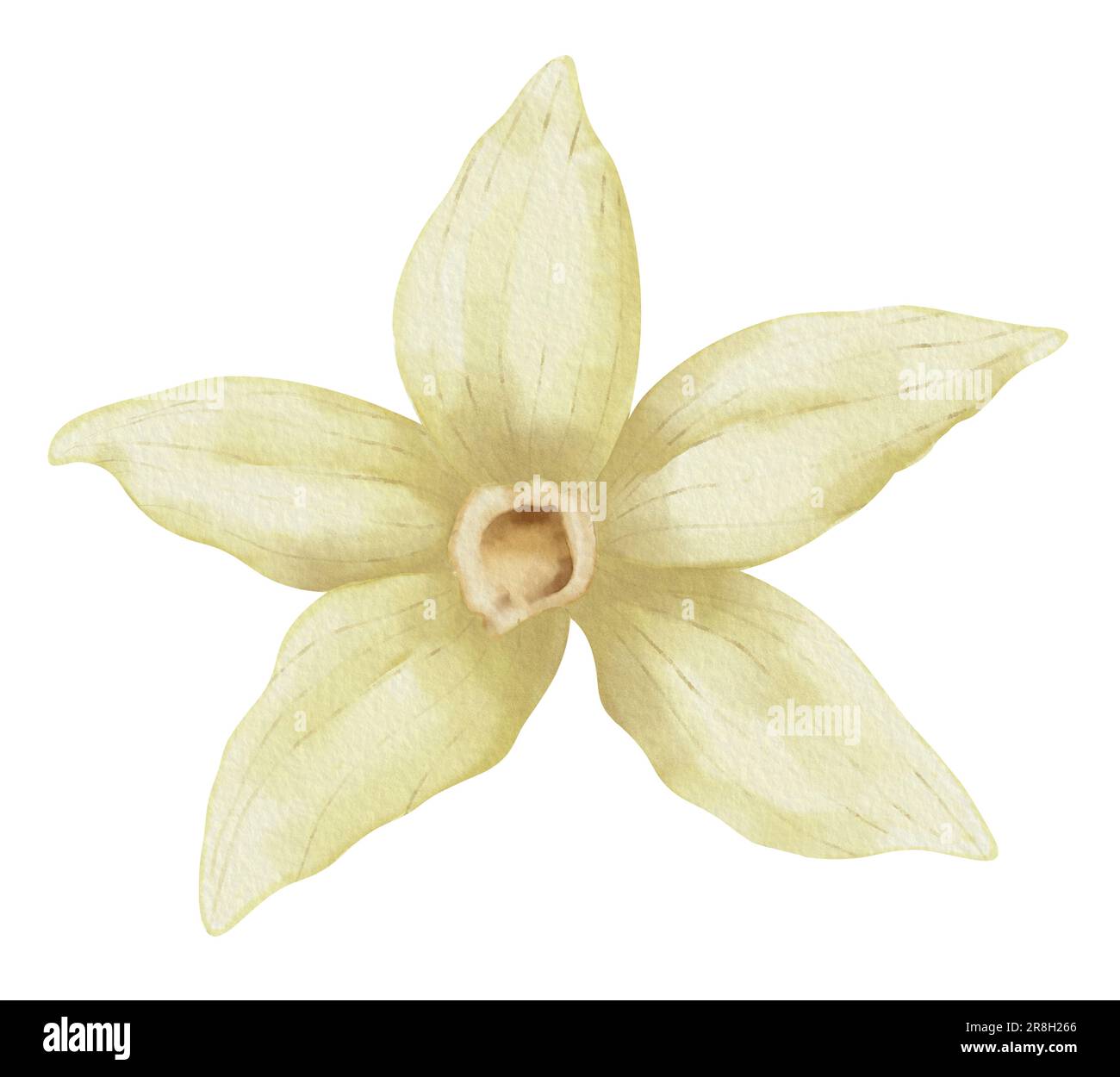 Vanilla Flower. Watercolor hand drawn illustration of herbal food spice ...