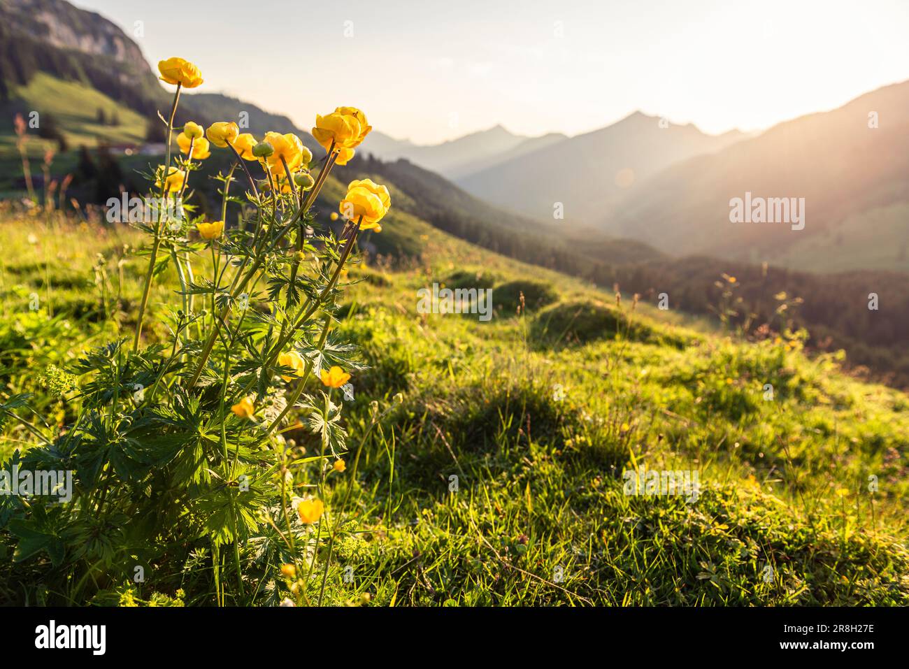 Austria tyrol meadow mountains flowers hi-res stock photography and ...