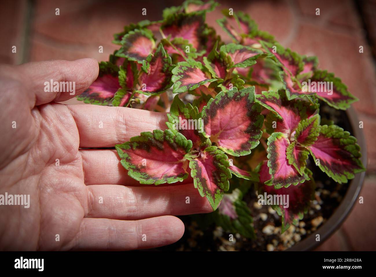 Coleus Blumei Plectranthus scutellarioides. Name of the plant variety ...