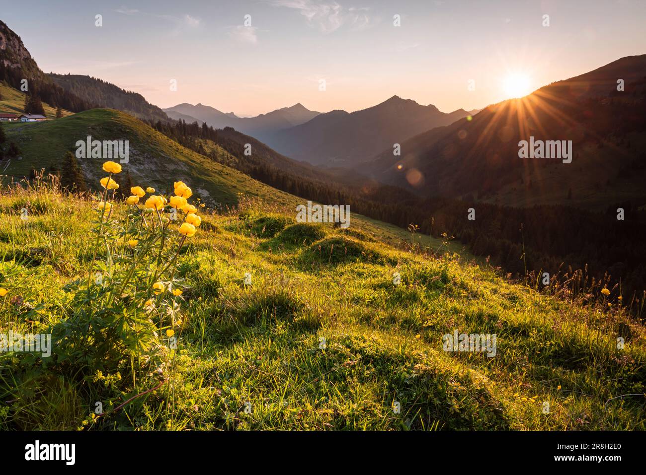 Austria tyrol meadow mountains flowers hi-res stock photography and ...